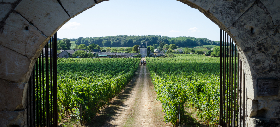 Saumur-Champigny - Site officiel | Saumur Champigny